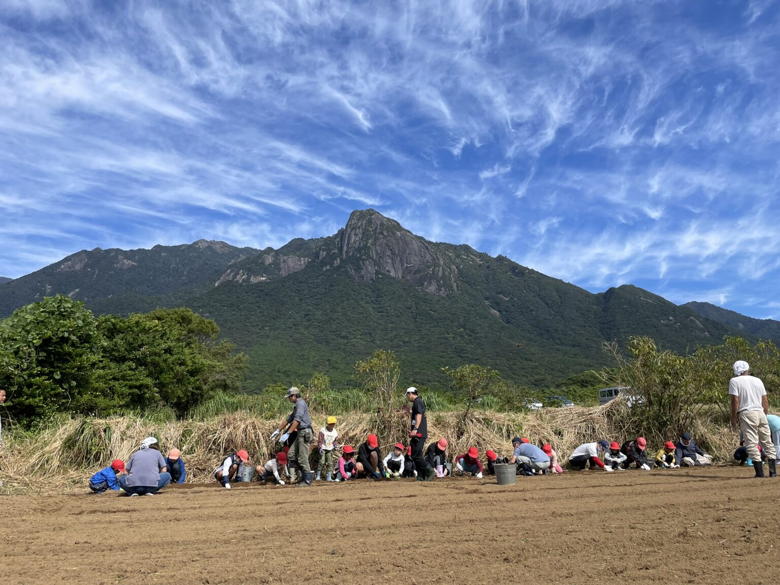 Weve Started Planting Potatoes Jyagaimonoouchi